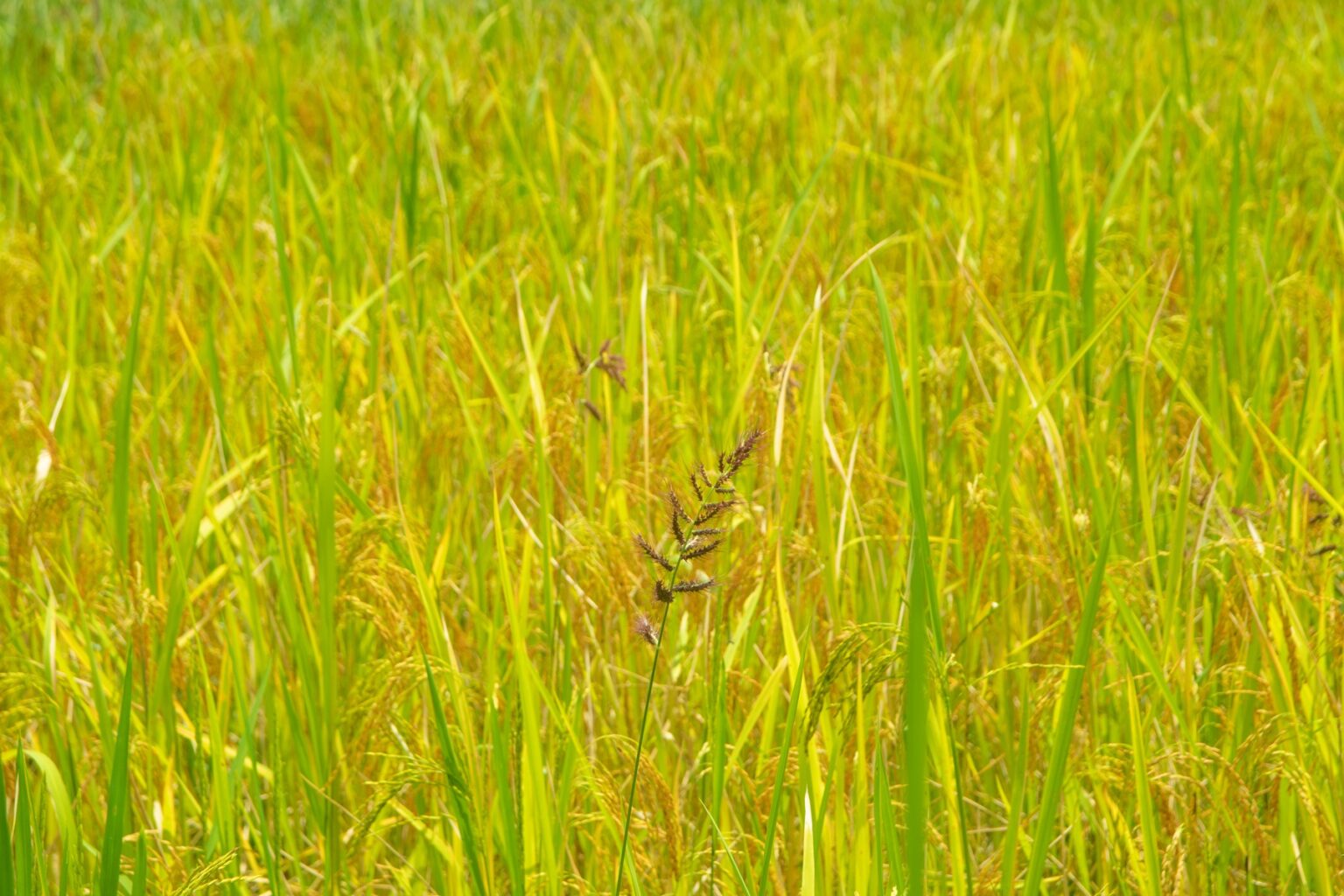 About us - Unlimit Health