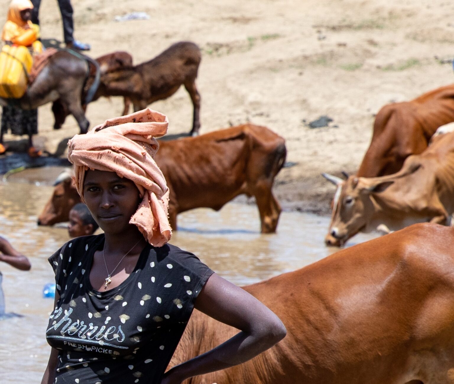 Lancet One Health Commission calls for unified One Health approach to ...